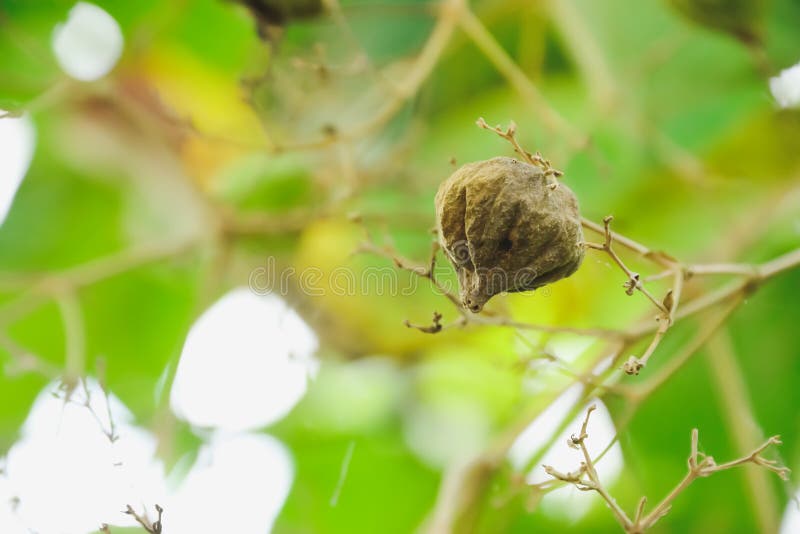 Teak seed stock photo. Image of germ, grandis, environment - 103979566