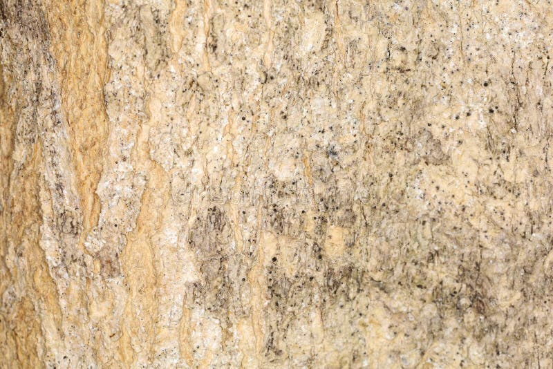 Teak Skin Wood Tree for Nature Texture and Pattern Stock Image - Image ...