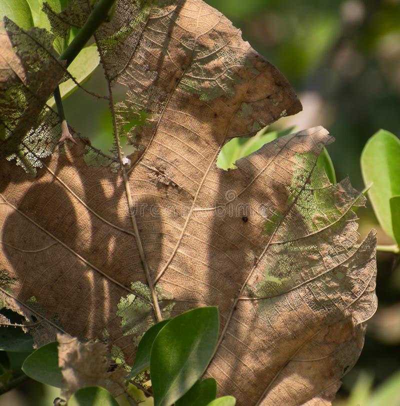 Teak Tectona Grandi Tree Large Leaf Drying and Defoiling Stock Image ...