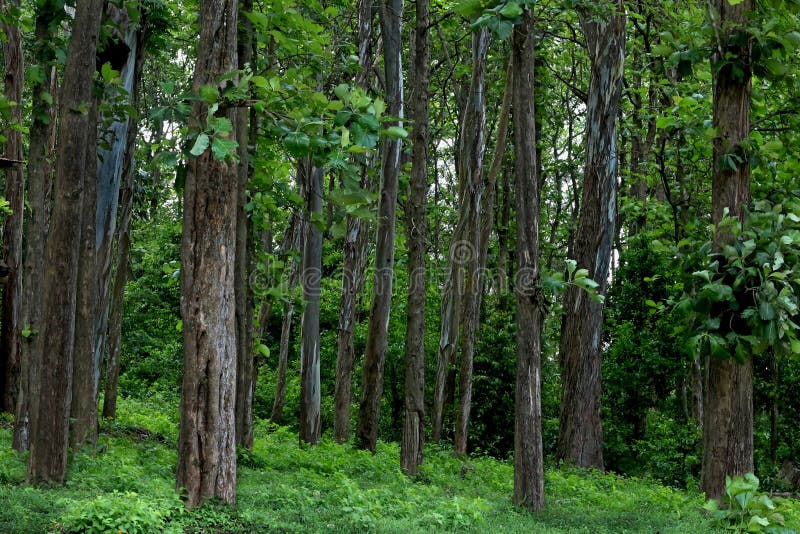 Teak Tectona Grandis Sagwan Sagaun Tree Stock Landscape Stock Image ...