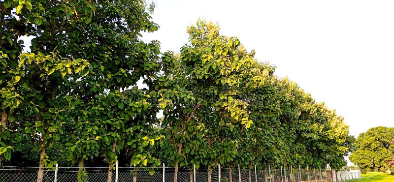 Teak Tectona Grandis Sagwan Saal Flowers Leaves Tree Stock Image ... Teak Tectona Grandis Sagwan Saal Flowers Leaves Tree Stock Image ...