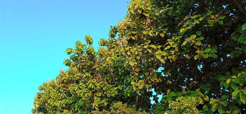 Teak Tectona Grandis Sagwan Sagaun Stock Image - Image of valued ... Teak Tectona Grandis Sagwan Sagaun Stock Image - Image of valued ...
