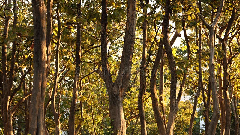 Teak Tree stock photo. Image of light, plant, long, grass - 17785880