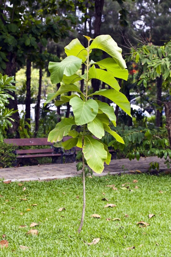 Teak Tree stock image. Image of foliage, mountain, shine - 25234709