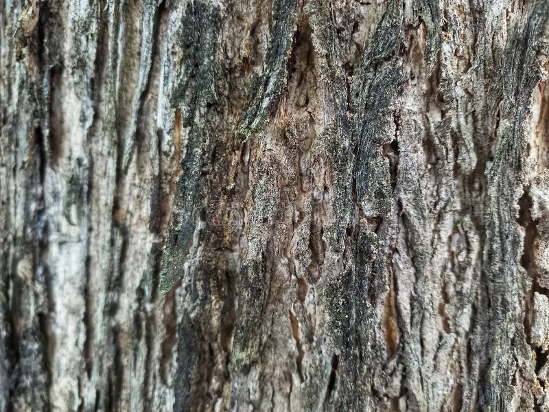 This is teak tree bark stock image. Image of twig, tree - 247321099