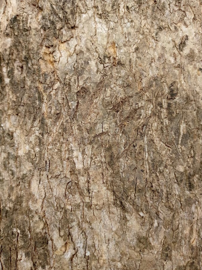 Teak Tree Bark, Abstract Backgrounds Stock Photo - Image of teak ...