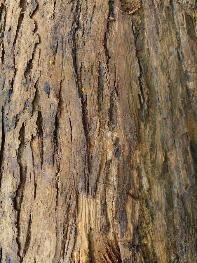 Teak Tree Bark Abstract Texture Background Stock Photo - Image of twig ...