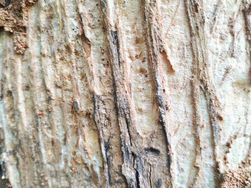 Teak tree bark stock image. Image of unique, tree, shape - 331845217
