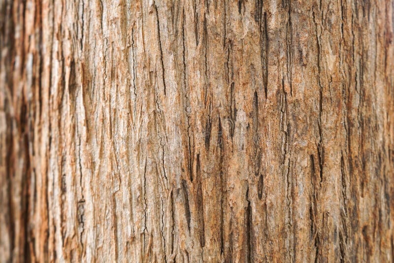 Teak tree stock image. Image of kenyan, vacation, african - 88648103