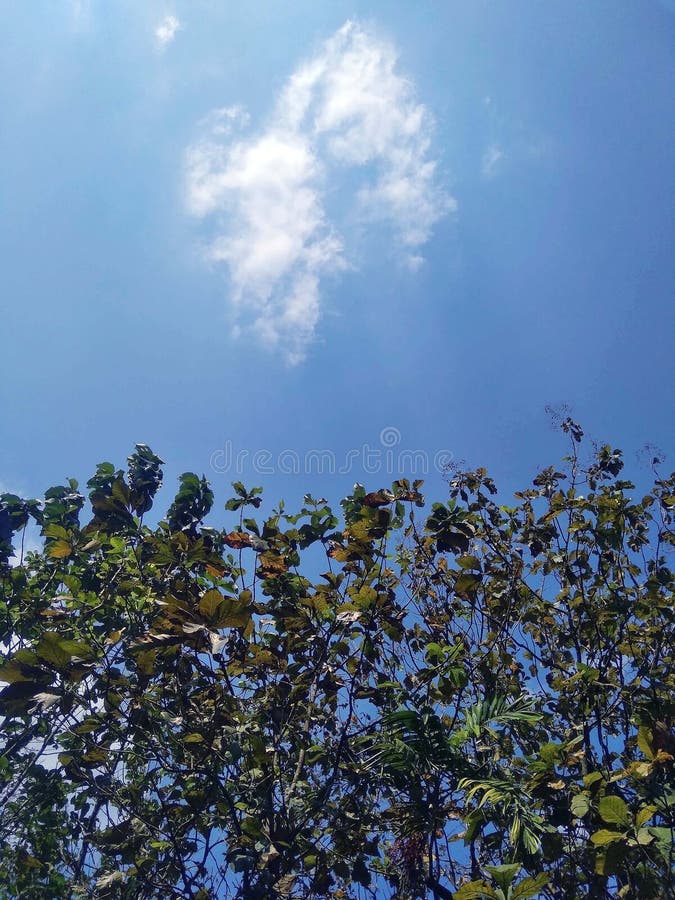 Teak Tree Stalks Stock Photos - Free & Royalty-Free Stock Photos from ...