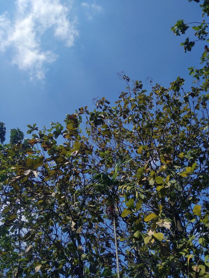 Teak Tree Against a Clear Blue Sky Stock Image - Image of sunny ...