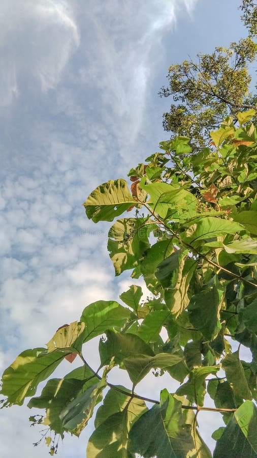 Teak Tree Branch with Cloudy Blue Sky, Bottom View Stock Photo - Image ...