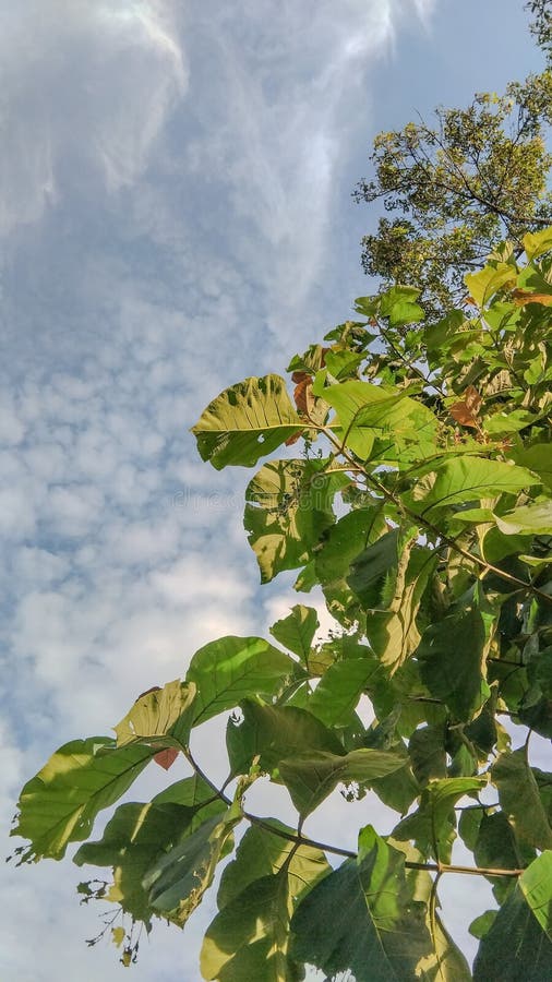 Teak Tree Branch with Cloudy Blue Sky, Bottom View Stock Image - Image ...