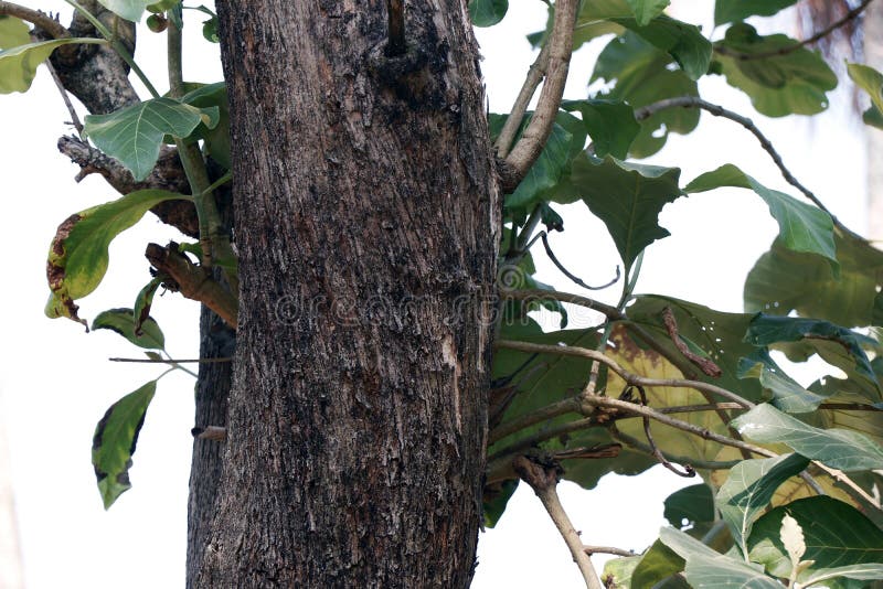 Teak Tree, Expensive and Solid Forest Wood Plantation Stock Image ...
