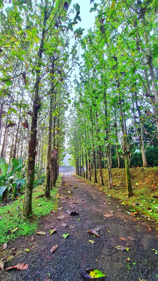 Teak tree field stock image. Image of plant, wilderness - 262996251