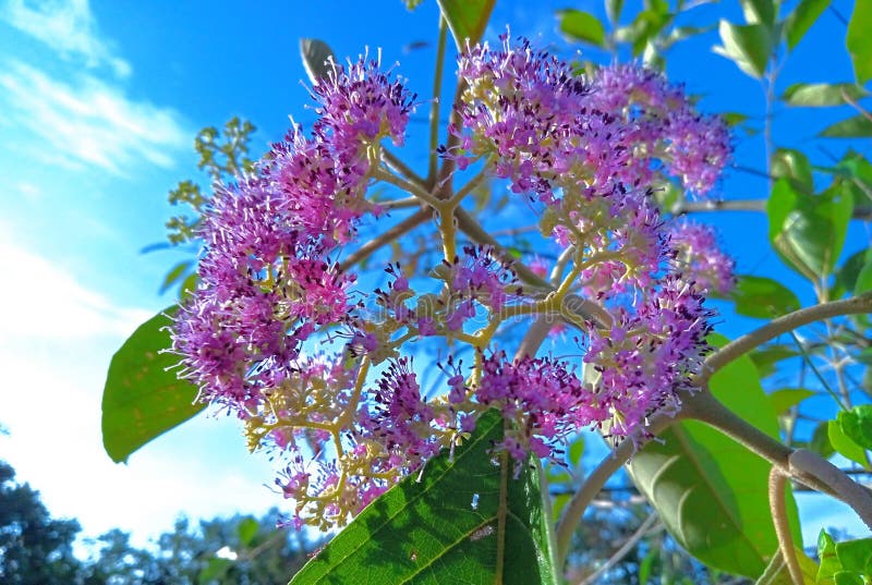 Teak Tree Flowers Have Developed Stock Image - Image of shrub, garden ...