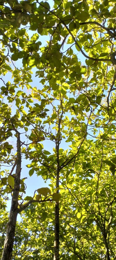 Teak tree forest stock image. Image of blossom, fruit - 264235895