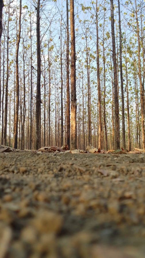Teak Tree Forest Photography Stock Photo - Image of afternoon, tree ...