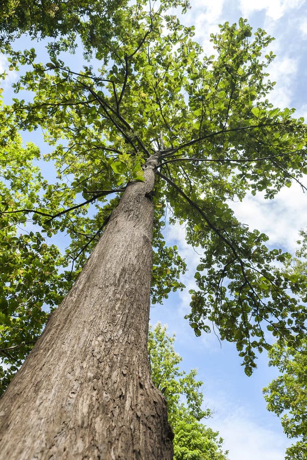 Teak tree stock photo. Image of grunge, color, teak, world - 35059728
