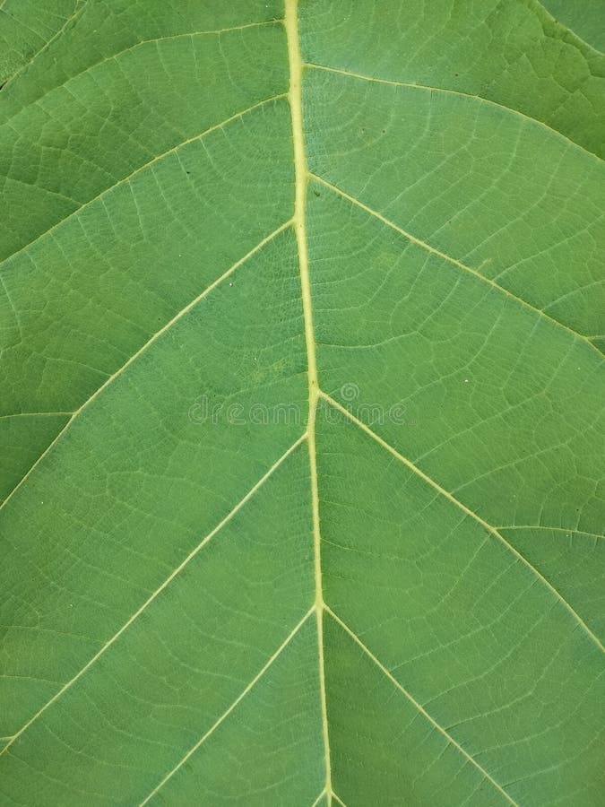 Teak tree green leaves stock image. Image of grass, tree - 270223491