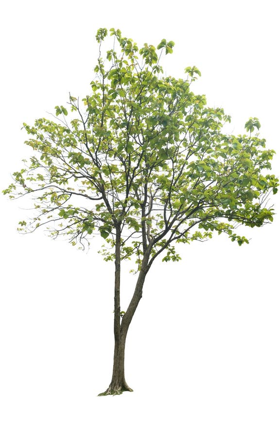 Teak Tree Isolated on White Background Stock Image - Image of jungle ...