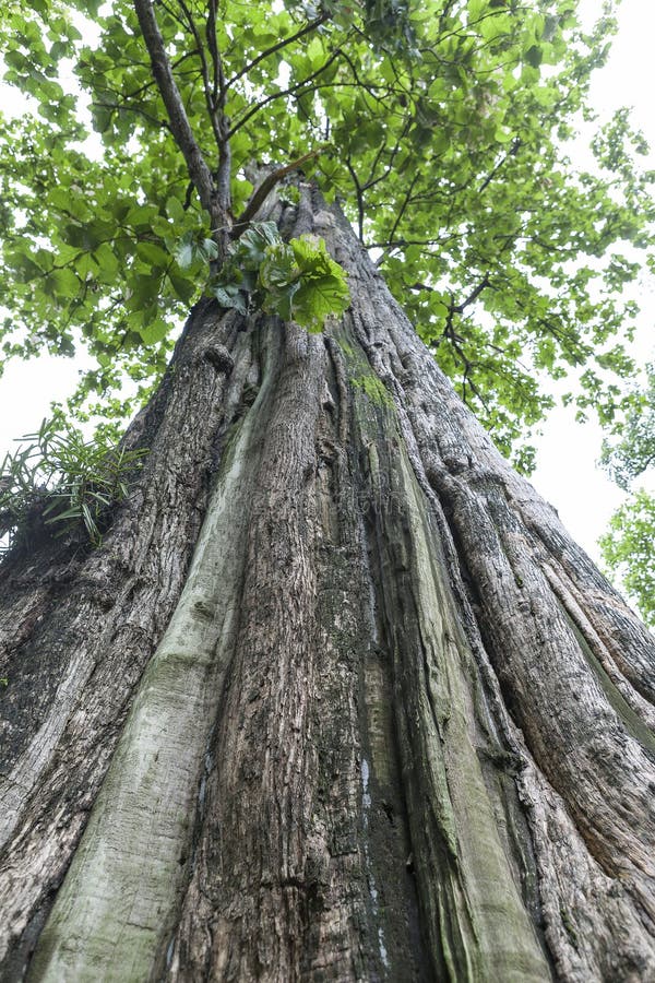 51+ Teak tree Free Stock Photos - StockFreeImages