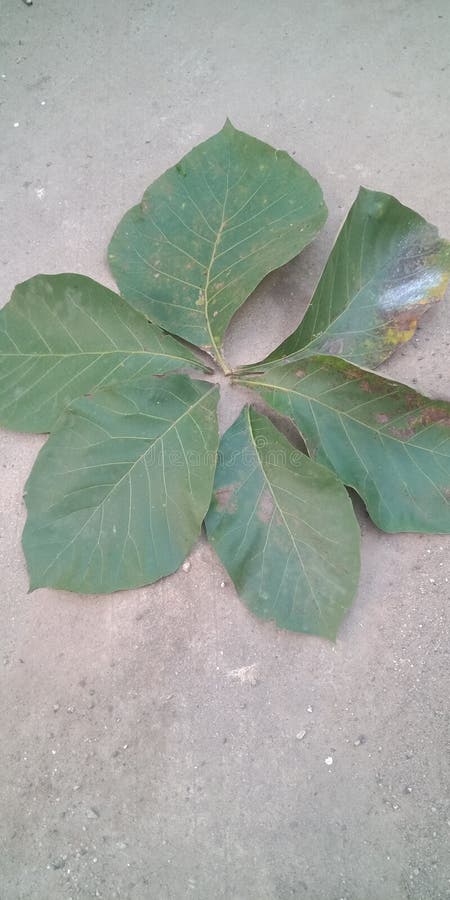 Teak tree leaves stock photo. Image of teak, petal, food - 274020722