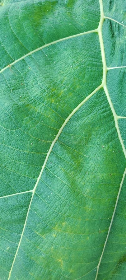 Teak Tree Leaves that Bloom before Falling Stock Photo - Image of teak ...