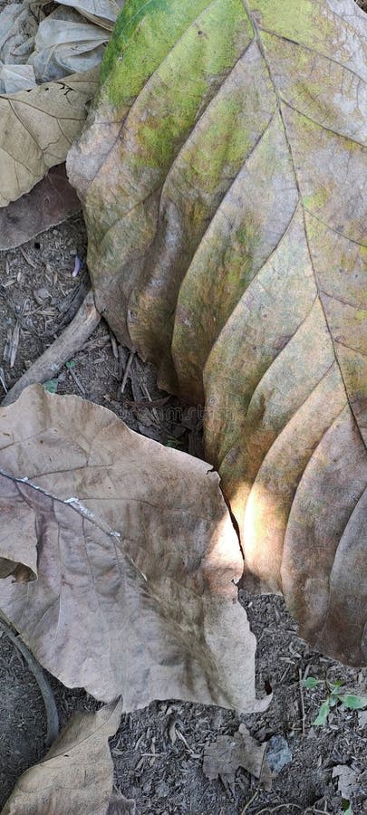 Teak Tree Leaves Falling in Autumn Stock Image - Image of rock, branch ...