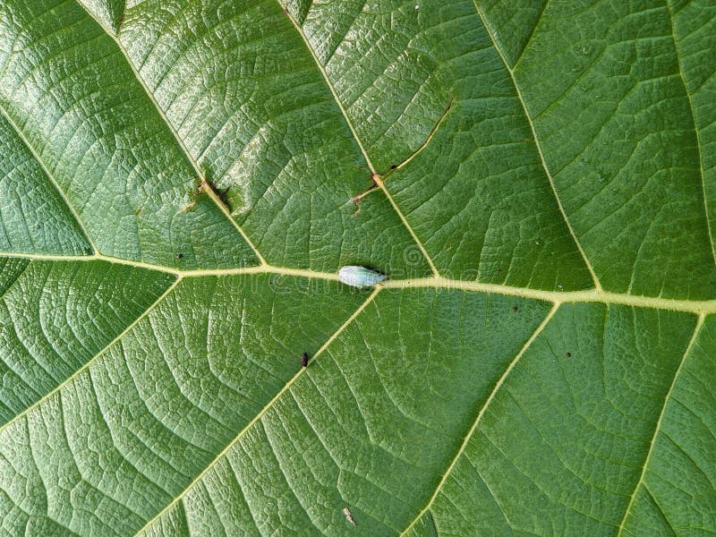 Teak Tree Leaves are Green with Beautiful Texture and Veins Stock Photo ...