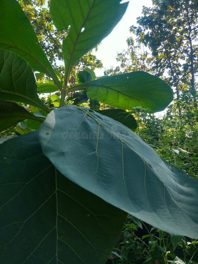 Teak Tree Leaves are Green and Shady Stock Photo - Image of teak ...
