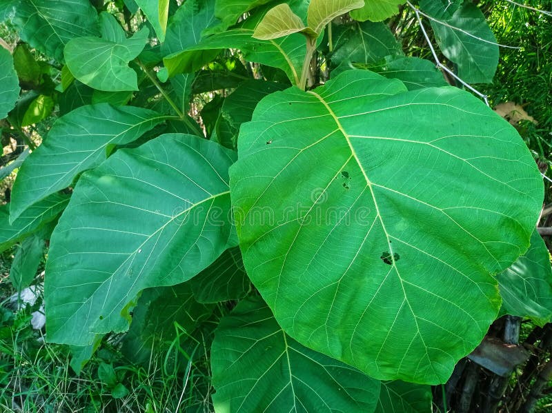 Teak Tree Leaves are Green and Wide Stock Photo - Image of fresh ...