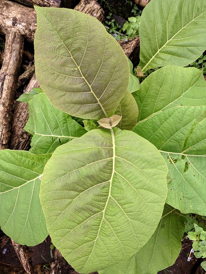 Teak Tree Leaves that Grow after Being Cut Down Stock Image - Image of ...