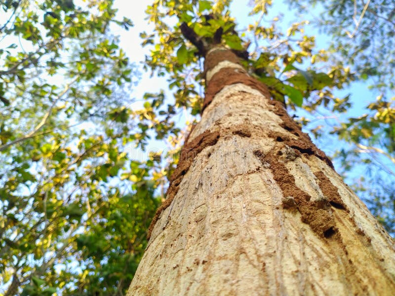 A Teak Tree that Looks Very Beautiful with Nice Colors and a Very ...