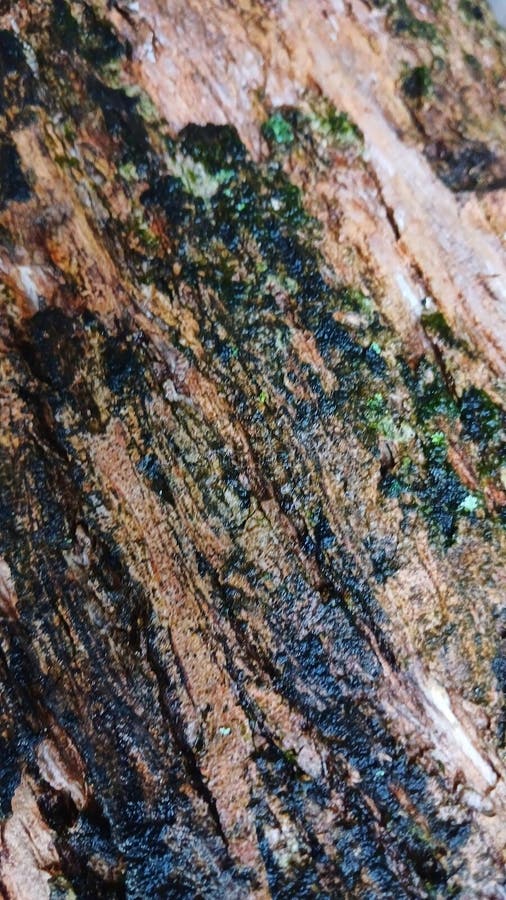 The Teak Tree Mossy Texture of Old Tree Bark. Tree Bark Texture Stock ...