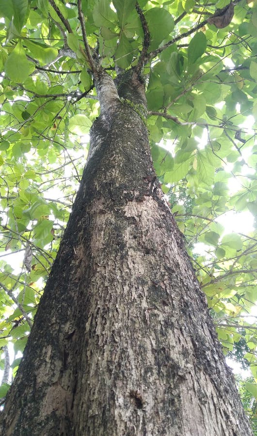 The Teak Tree Photographed from Below Shows Its Rough Bark Texture and ...