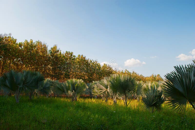 Teak tree stock photo. Image of long, forest, colors - 48586824