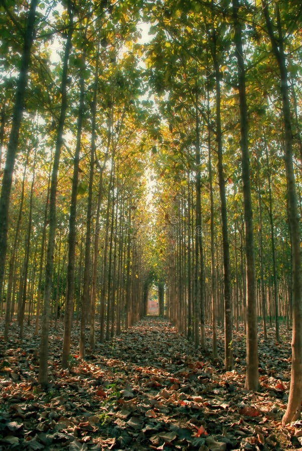 Teak tree stock image. Image of country, leaf, seasonal - 48587191