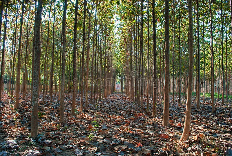 Young Teak Trees Plantation Stock Photo - Image of forest, young: 33138934