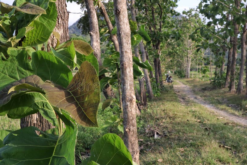 Tea plantation in Java stock photo. Image of landscape - 44268580