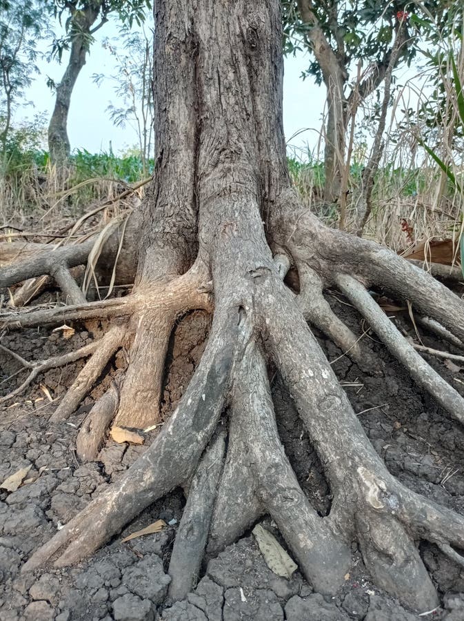 Teak Tree Roots that Appear on the Ground Stock Image - Image of teak, plant: 287170285