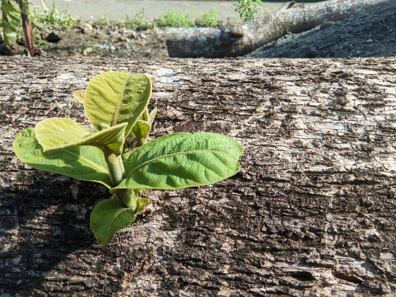 Teak Tree Shoots Grow on Fallen Tree Trunks Stock Photo - Image of ...