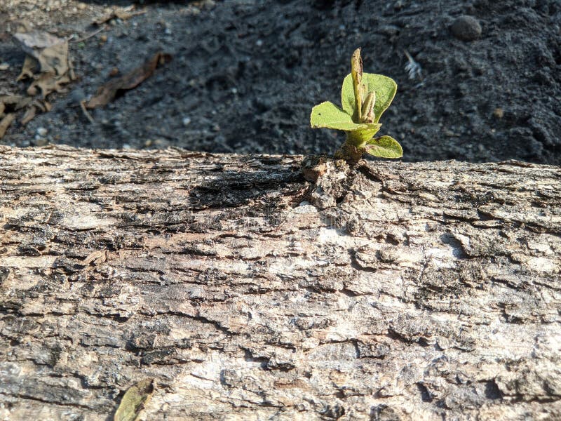Teak Tree Shoots Grow on Fallen Tree Trunks Stock Image - Image of ...