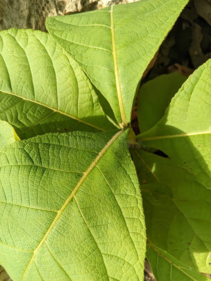 Teak Tree Shoots Growing in the Yard Stock Image - Image of maple, yard ...