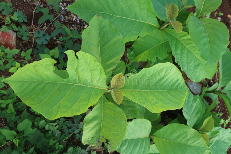 Teak Tree Shoots with Wide Green Leaves Stock Photo - Image of ...