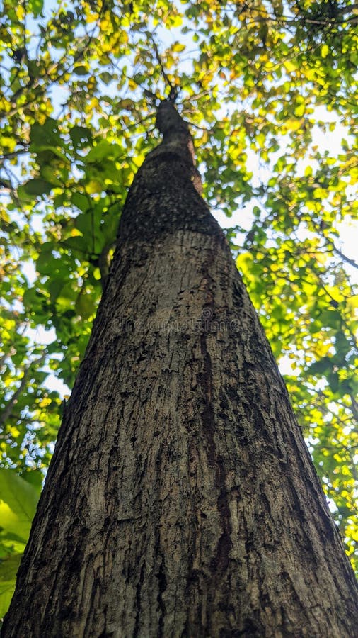 The Teak Tree is Shot with a Low Angle Stock Image - Image of areas ...