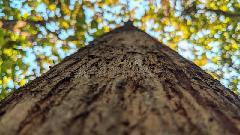 The Teak Tree is Shot with a Low Angle Stock Image - Image of long ...