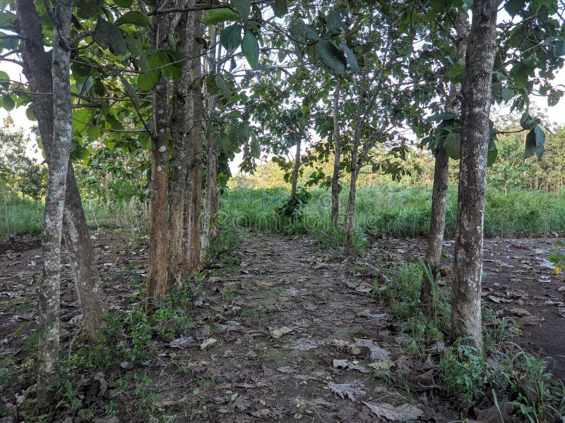 Teak Tree in Sides of Pathway Stock Image - Image of jungle, tree ...