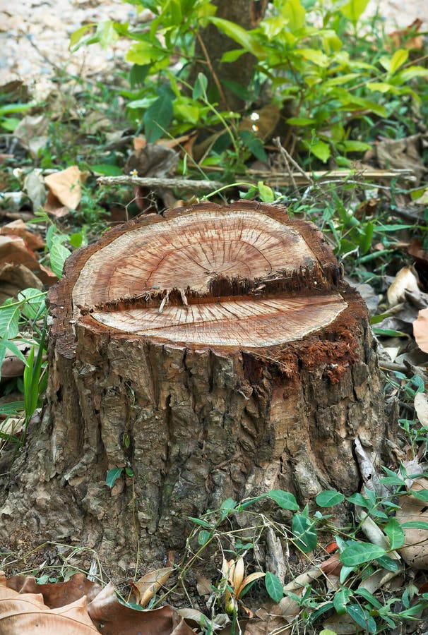 Teak Tree Stump. stock image. Image of outdoor, frame - 86271755