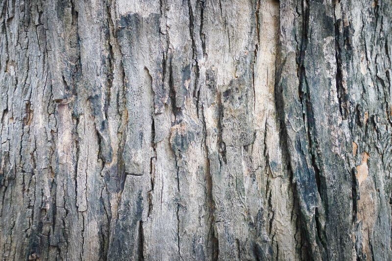 809 Textured Teak Tree Bark Stock Photos - Free & Royalty-Free Stock ...